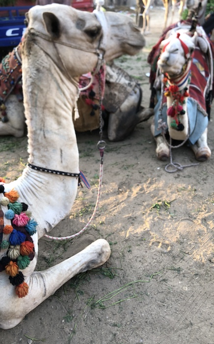 The feet of a camel are a miracle. They do not sink into the sand of ...